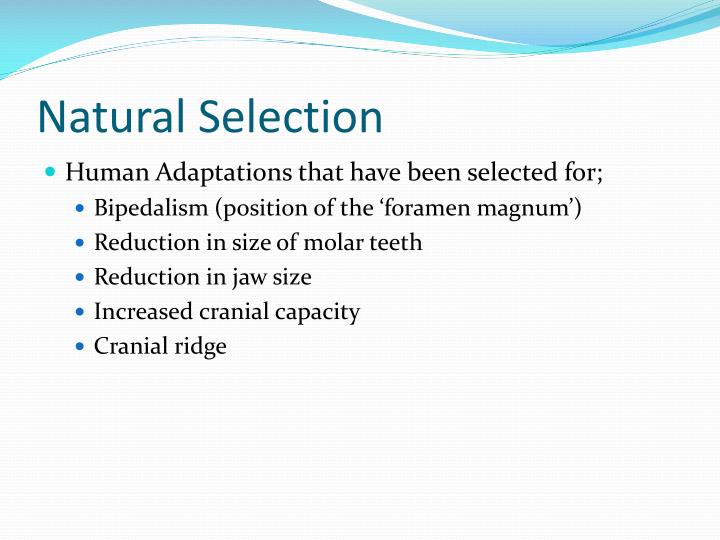 PPT - Human Evolution PowerPoint Presentation - ID:2588872