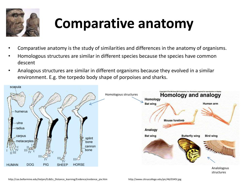PPT Human Evolution PowerPoint Presentation Free Download ID 2589062 PPT Human Evolution PowerPoint Presentation Free Download ID 2589062