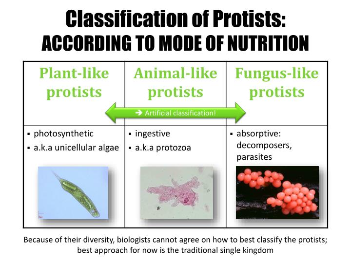PPT - Introduction to Eukaryotes PowerPoint Presentation - ID:2589068