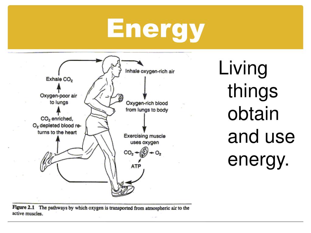 All Living Things Need Energy Energy Management Energ Vrogue co All Living Things Need Energy Energy Management Energ Vrogue co