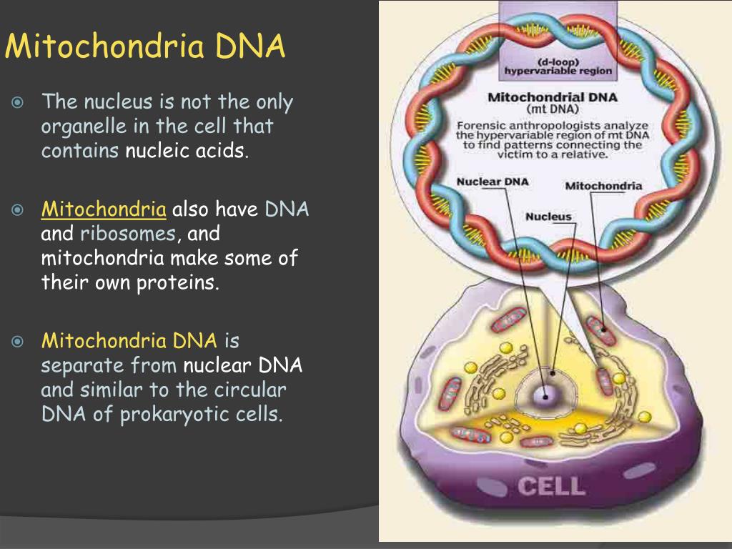 PPT - Biology 3.3 Cell Organelles PowerPoint Presentation, free ...