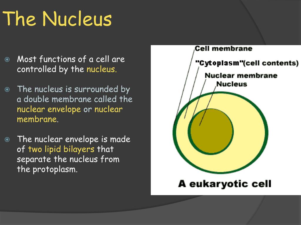 PPT - Biology 3.3 Cell Organelles PowerPoint Presentation, free ...