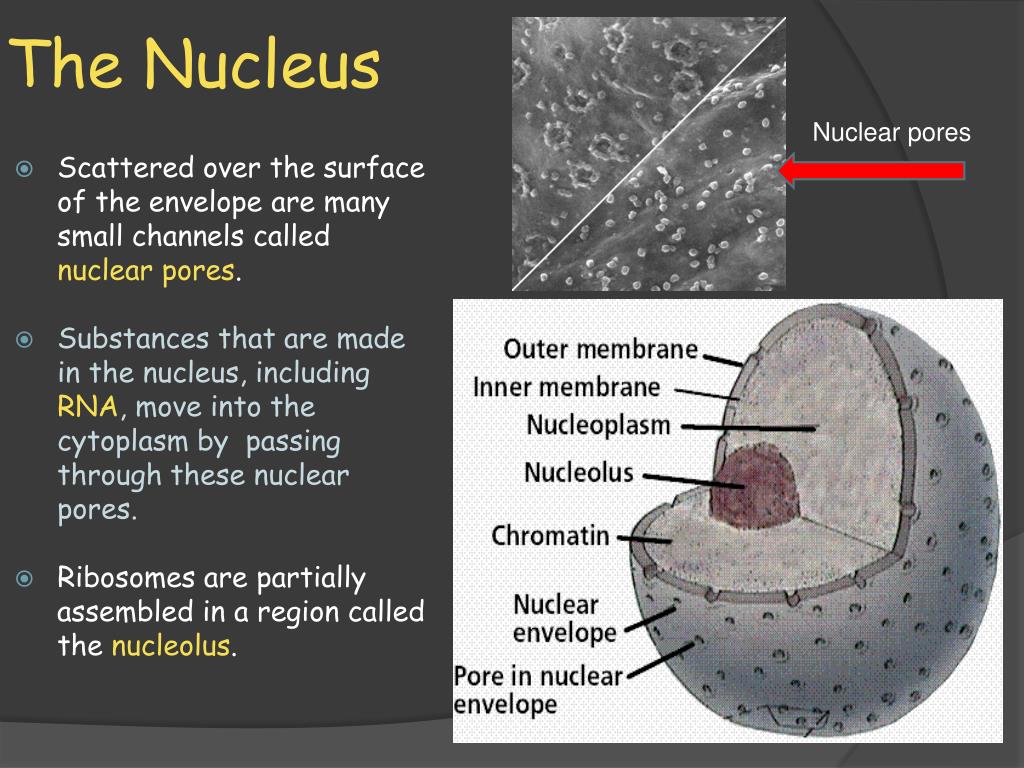 PPT - Biology 3.3 Cell Organelles PowerPoint Presentation, free ...