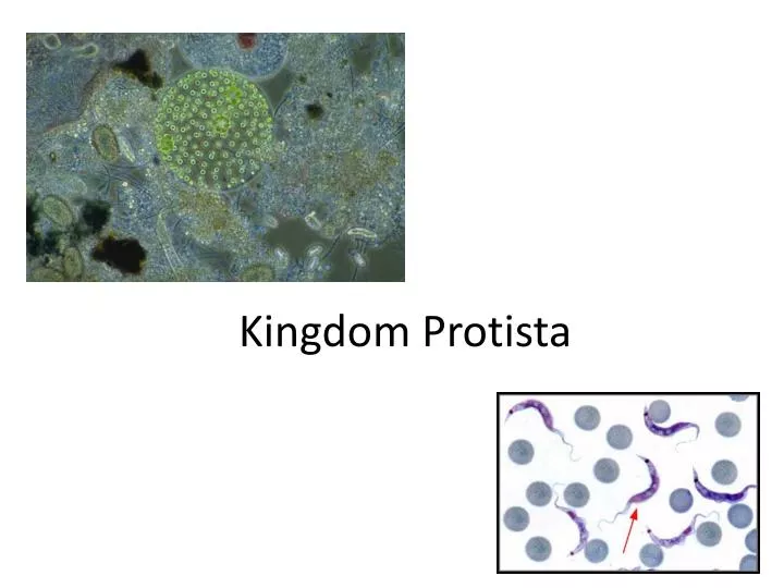 PPT - Kingdom Protista PowerPoint Presentation, free download - ID:2589423