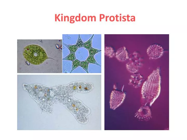 PPT - Kingdom Protista PowerPoint Presentation, free download - ID:2589451
