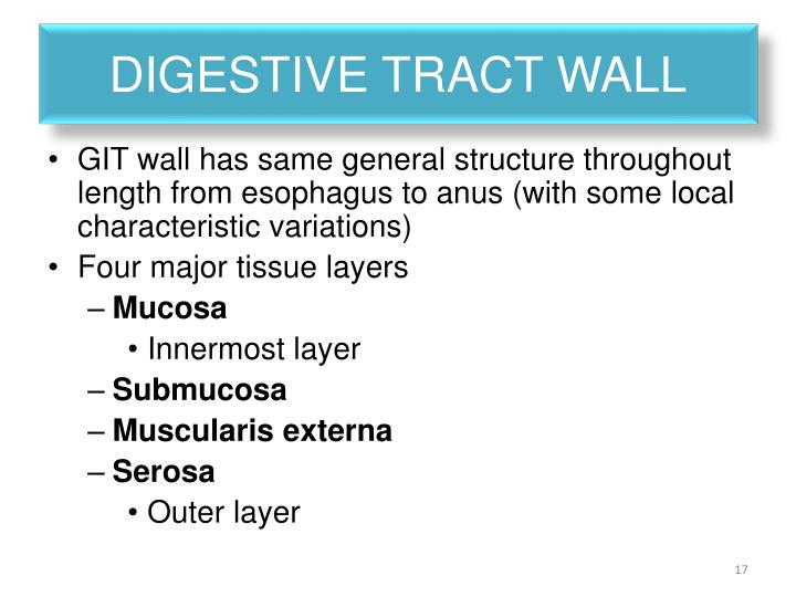 PPT - Physiology of the Digestive System PowerPoint Presentation - ID ...
