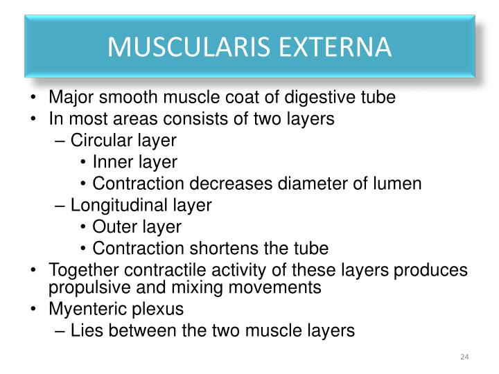 PPT - Physiology of the Digestive System PowerPoint Presentation - ID ...