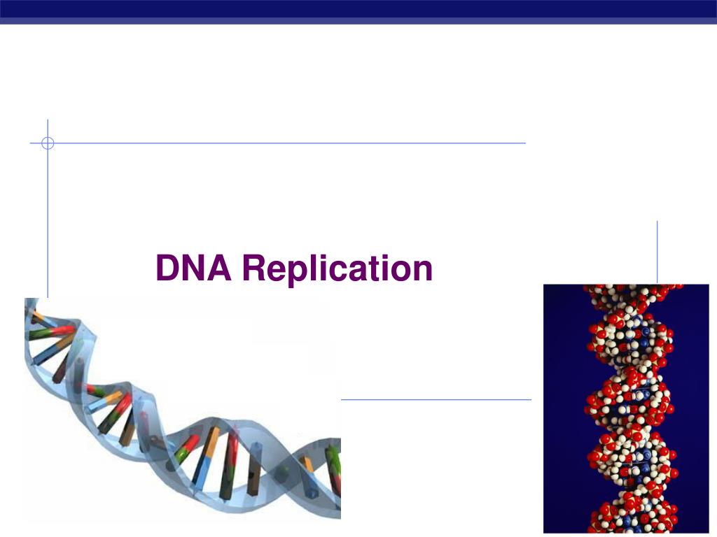 Ppt Dna Replication Powerpoint Presentation Free Download Id 2591641