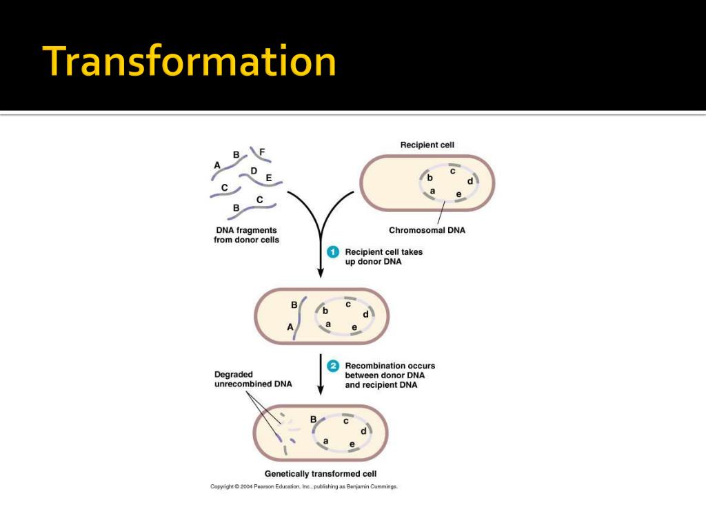 PPT - Nosocomial Infections: Healthcare-Related Infections PowerPoint ...