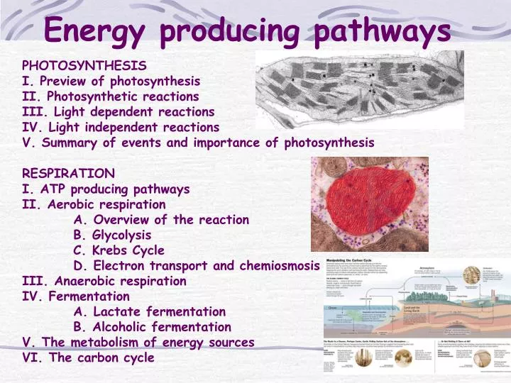 PPT - Energy producing pathways PowerPoint Presentation, free download ...