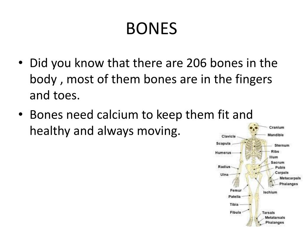 Ppt Human Body Powerpoint Presentation Free Download Id 2594253