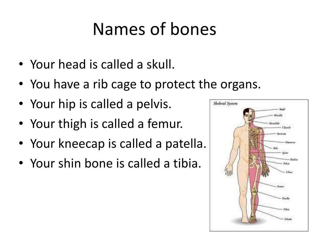 Ppt Human Body Powerpoint Presentation Free Download Id 2594253