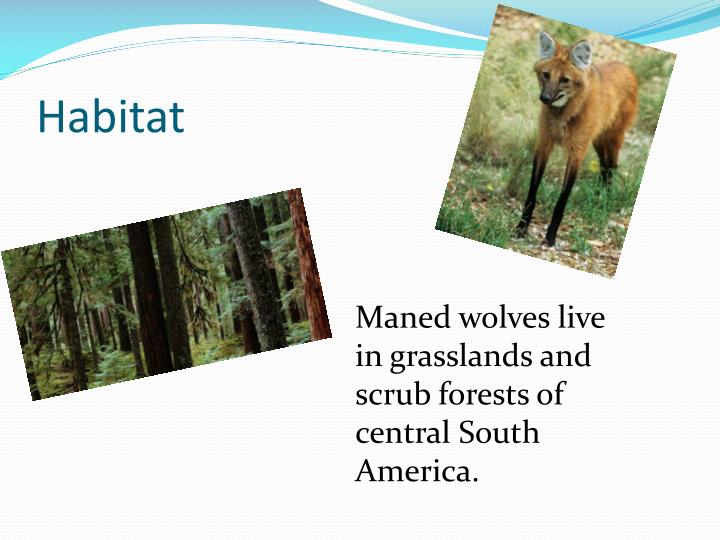 PPT - Maned Wolf Adaptations PowerPoint Presentation - ID:2595264