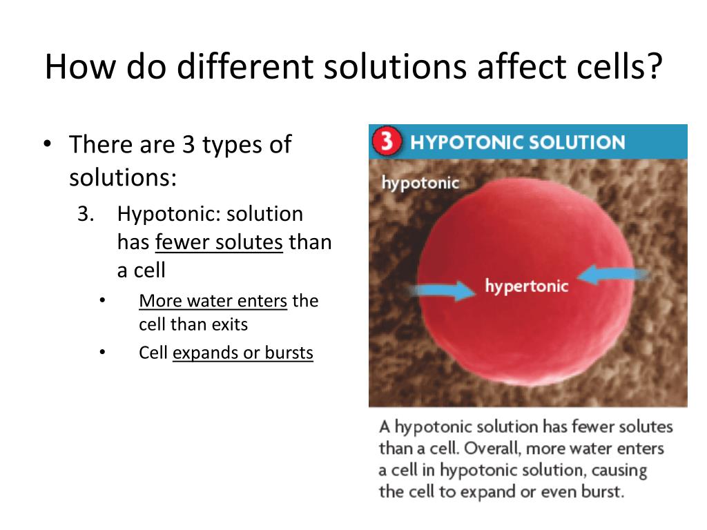 PPT - Cell Membrane Diffusion & Osmosis Active Transport, Endocytosis ...