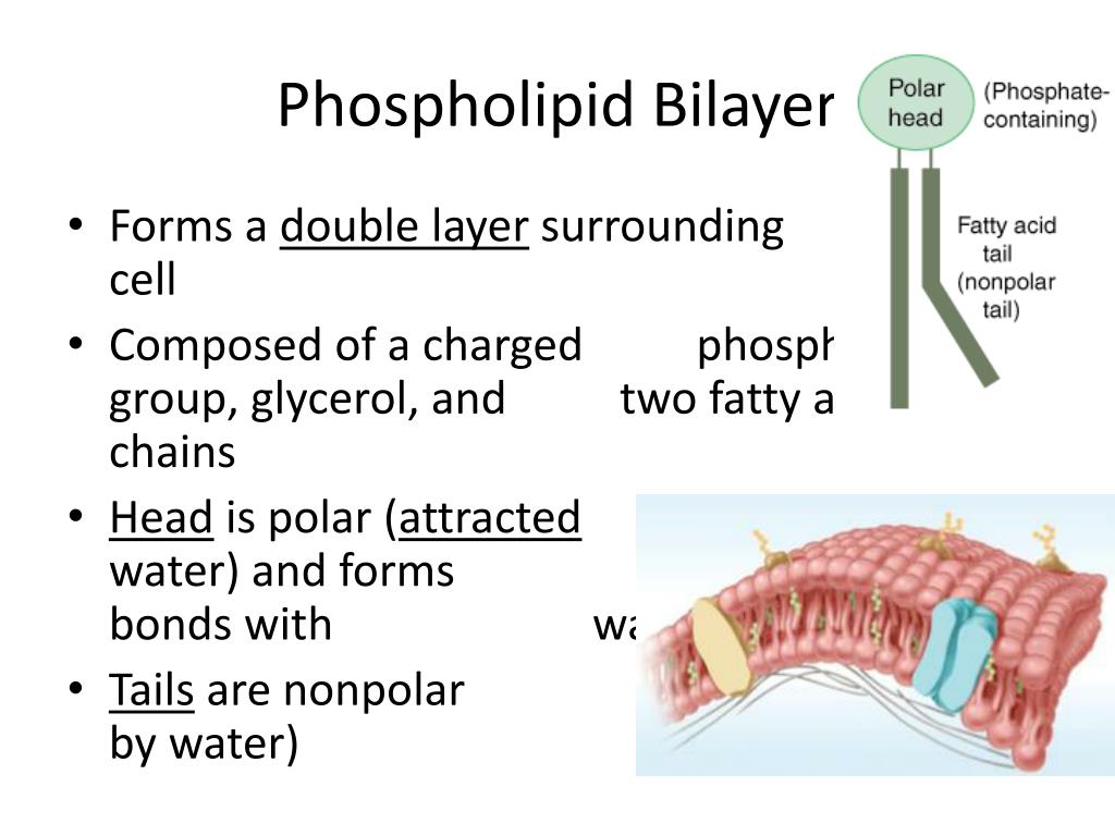 PPT - Cell Membrane Diffusion & Osmosis Active Transport, Endocytosis ...