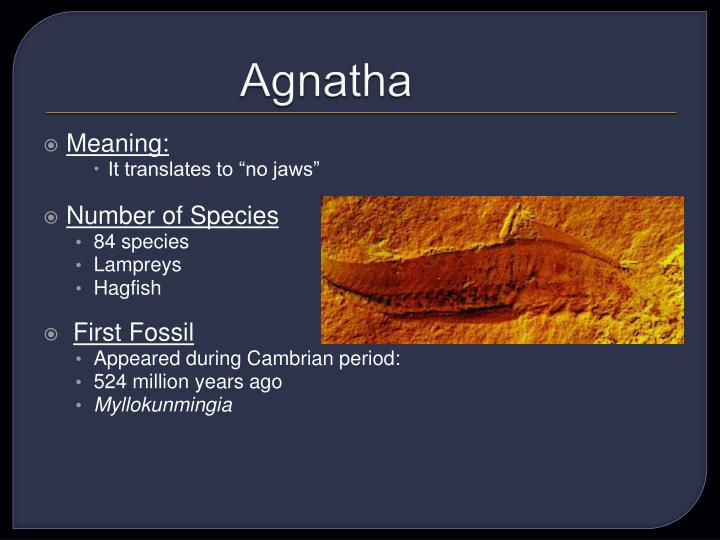 PPT - Chondrichthyes & Agnatha PowerPoint Presentation - ID:2596055