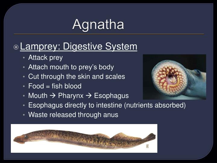 PPT - Chondrichthyes & Agnatha PowerPoint Presentation - ID:2596055
