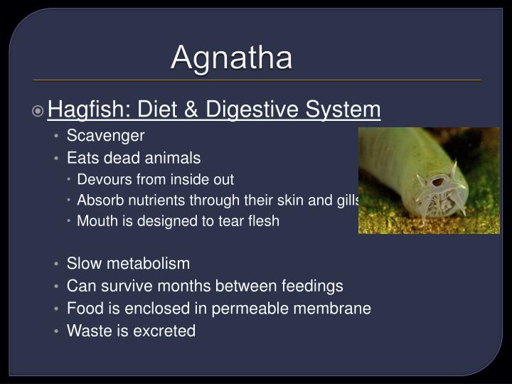 PPT - Chondrichthyes & Agnatha PowerPoint Presentation - ID:2596055