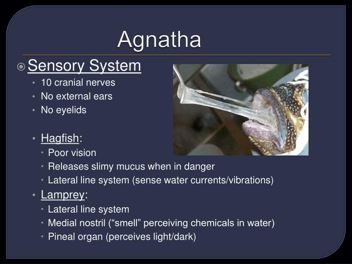 PPT - Chondrichthyes & Agnatha PowerPoint Presentation - ID:2596055