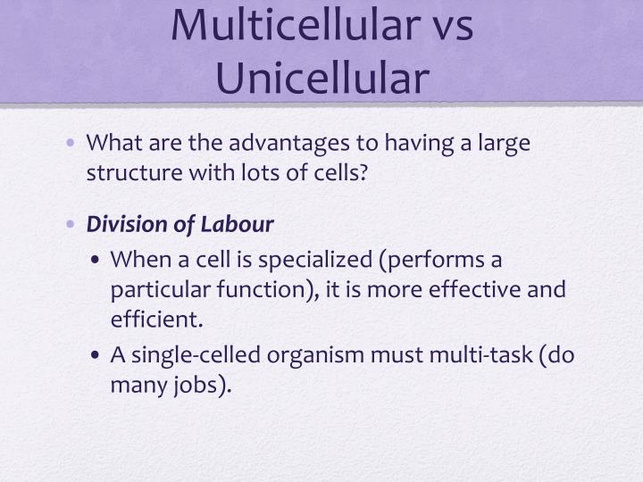 PPT - Plant Cells, Tissues, and Systems PowerPoint Presentation - ID ...