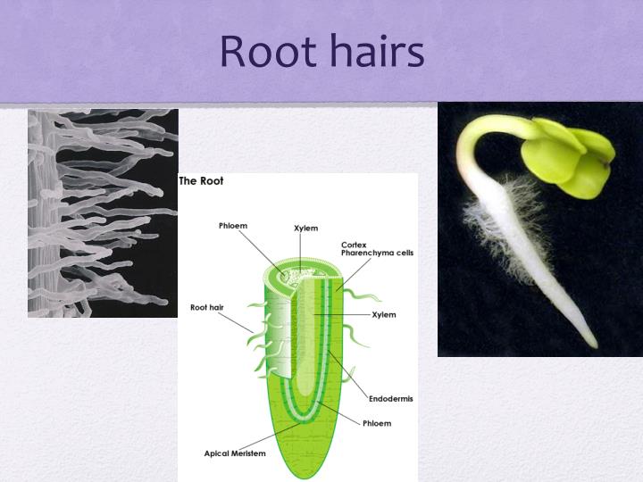 PPT - Plant Cells, Tissues, and Systems PowerPoint Presentation - ID ...