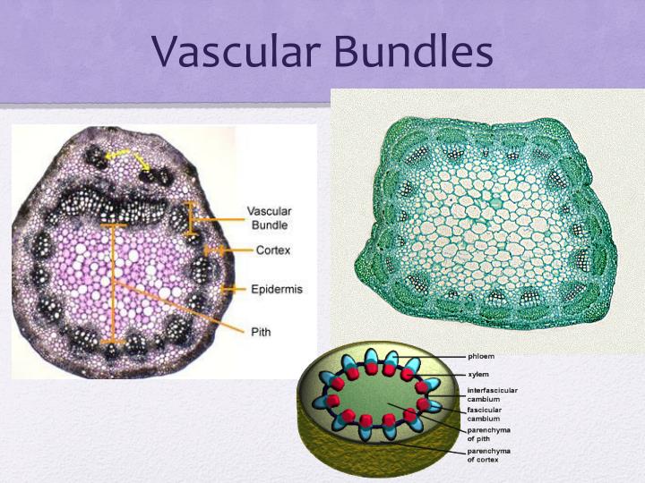 PPT - Plant Cells, Tissues, and Systems PowerPoint Presentation - ID ...