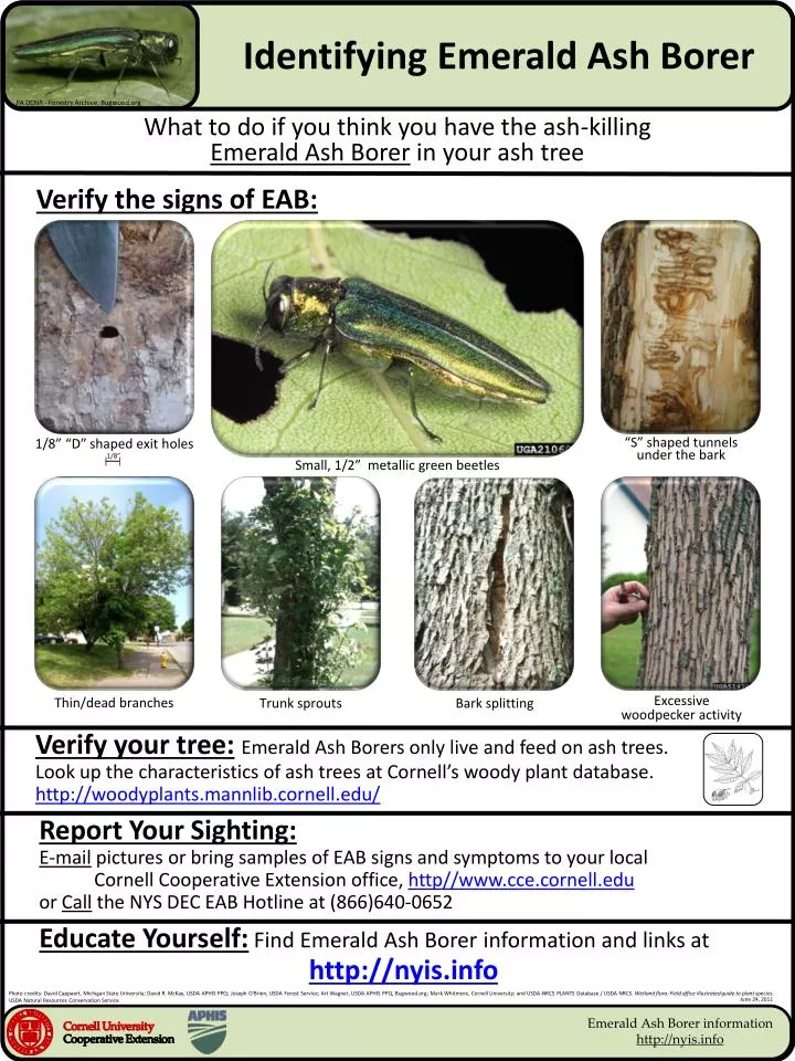 PPT - Identifying Emerald Ash Borer PowerPoint Presentation, free ...