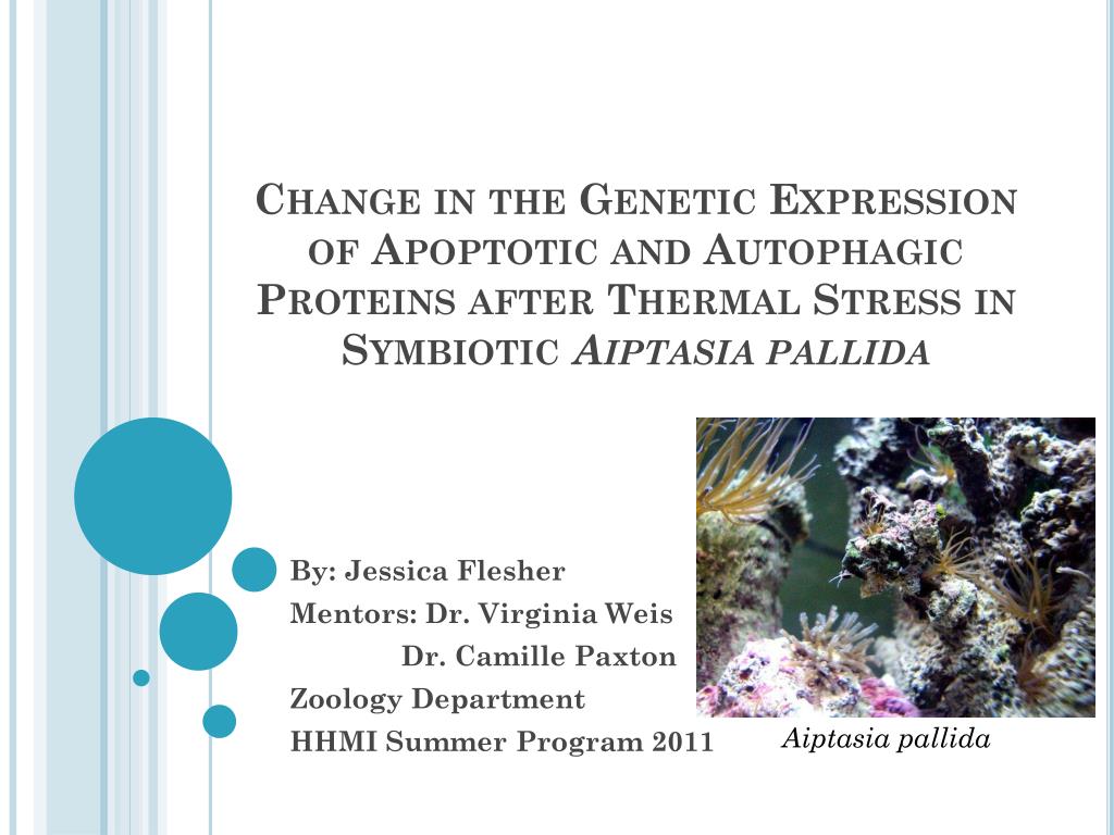 PPT - By: Jessica Flesher Mentors: Dr. Virginia Weis Dr. Camille Paxton ...