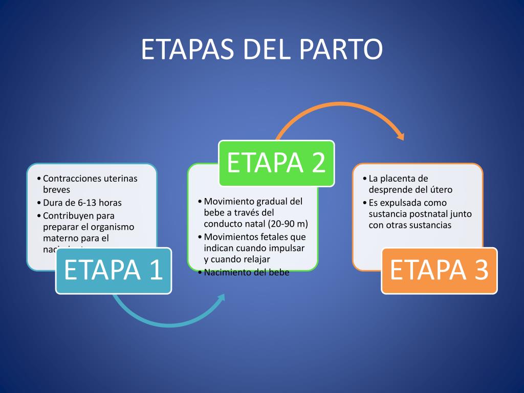 PPT - DESARROLLO PRENATAL DESDE LA CONCEPCION AL NACIMIENTO PowerPoint ...