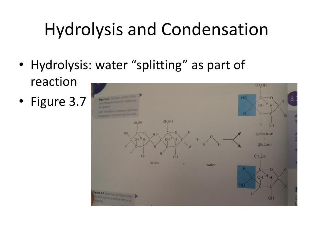 PPT - Essential Chemistry of Life: Molecules, Enzymes & Functions ...