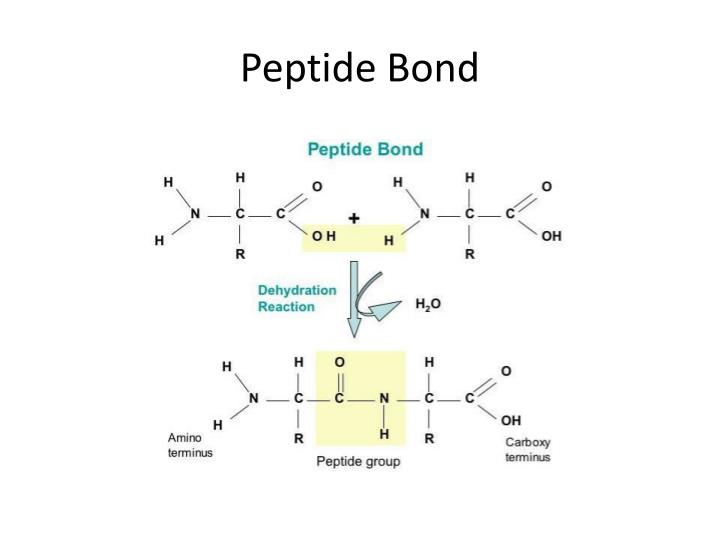PPT - Silkworm PowerPoint Presentation - ID:2596795