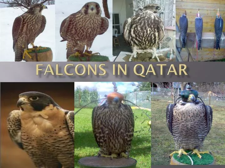 PPT - Falcons in Qatar PowerPoint Presentation, free download - ID:2597398