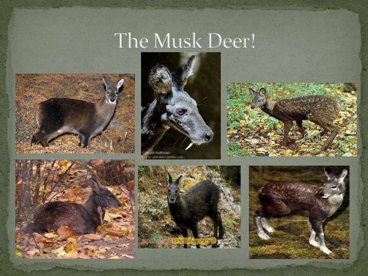 PPT - Musk Deer PowerPoint Presentation - ID:2597528