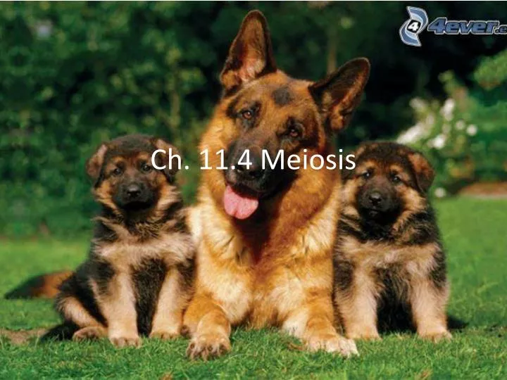 Ppt Ch 11 4 Meiosis Powerpoint Presentation Free Download Id 2598087