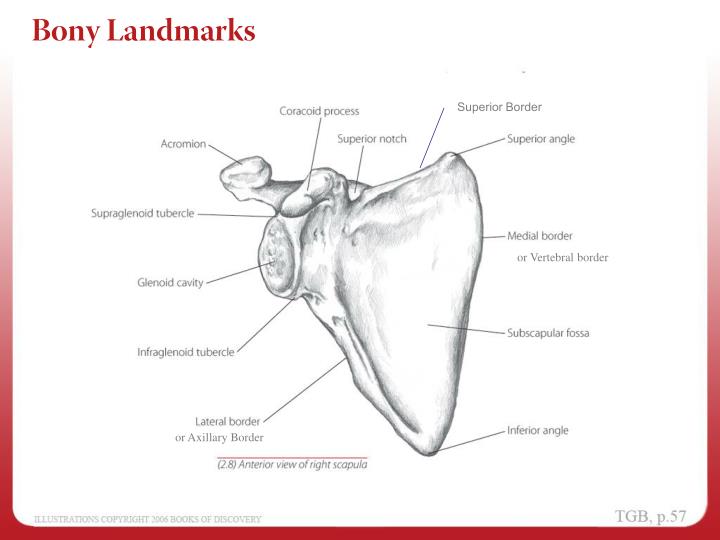 PPT - Bones of the Shoulder and Arm PowerPoint Presentation - ID:2598280