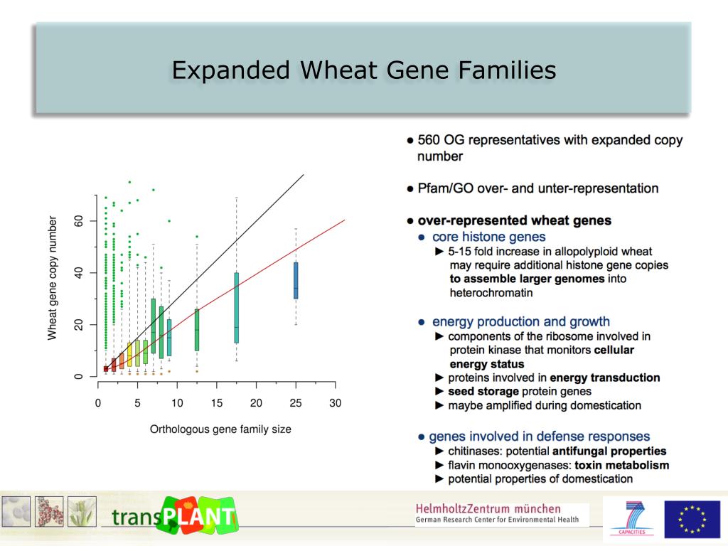 PPT - Analysis of the bread wheat genome using whole -genome shotgun ...