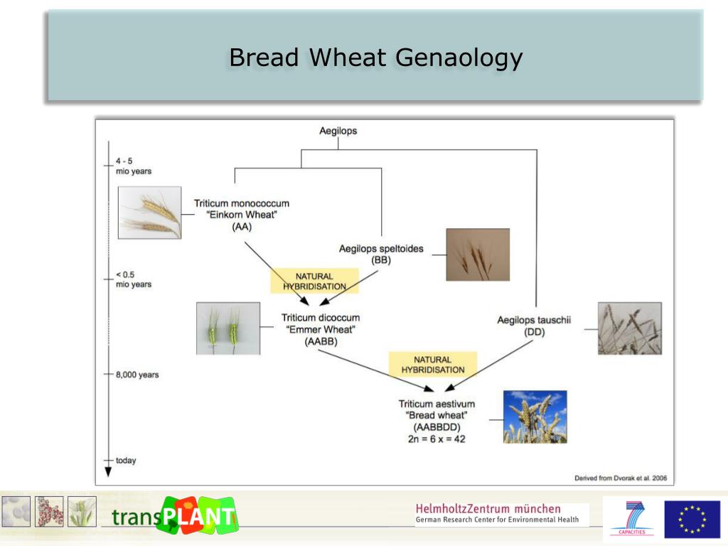 PPT - Analysis of the bread wheat genome using whole -genome shotgun ...