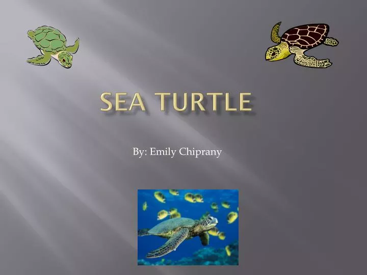 PPT - Sea Turtle PowerPoint Presentation, free download - ID:2600658