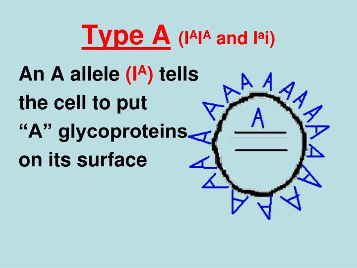 PPT - Blood Typing PowerPoint Presentation - ID:2602000