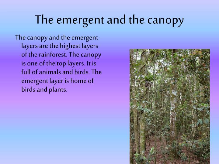 PPT - Toucans in the Rainforest PowerPoint Presentation - ID:2603476