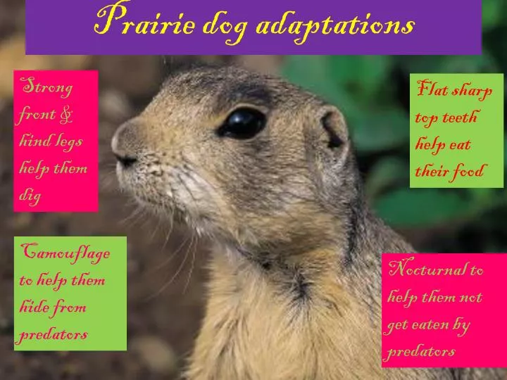 PPT - Prairie dog adaptations PowerPoint Presentation, free download ...