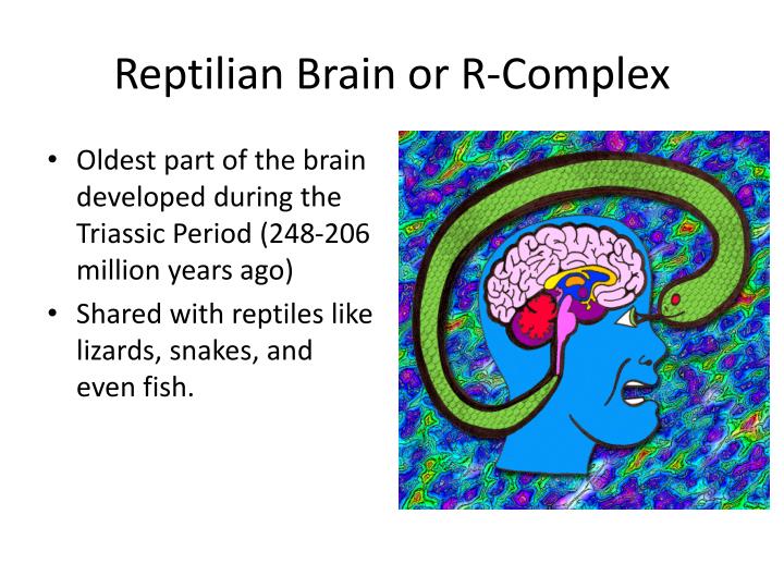 PPT - MacLean’s Triune Brain Theory PowerPoint Presentation - ID:2603972