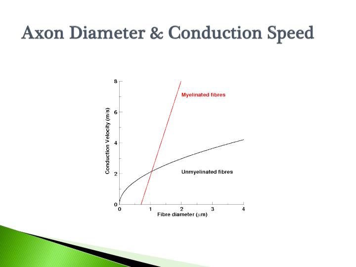 PPT - Transmission of Nerve Impulses PowerPoint Presentation - ID:2605536