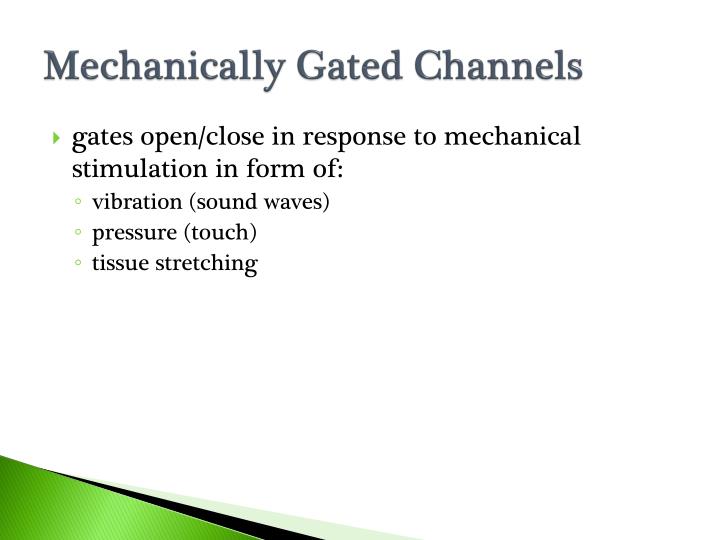PPT - Transmission of Nerve Impulses PowerPoint Presentation - ID:2605536