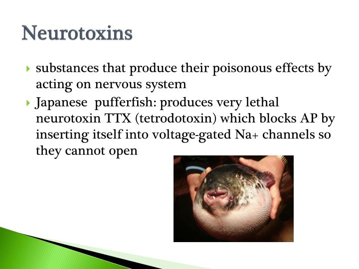 PPT - Transmission of Nerve Impulses PowerPoint Presentation - ID:2605536