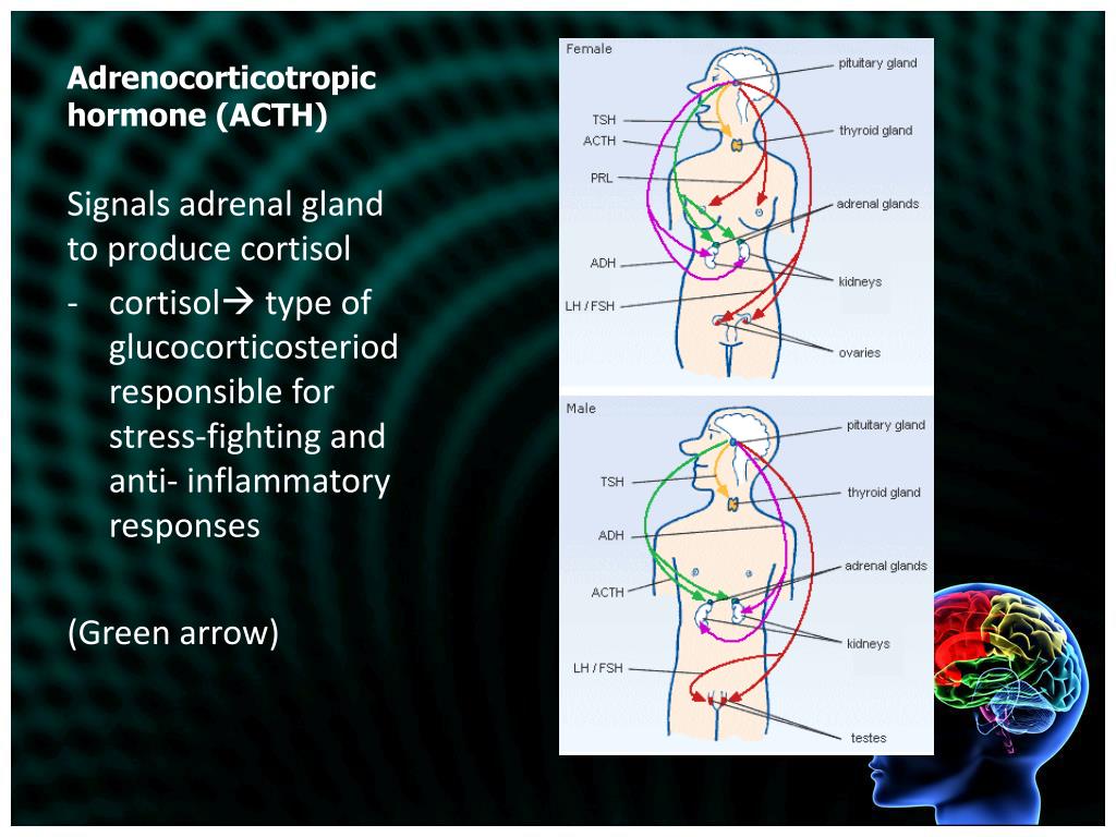 PPT - Pituitary Gland (Posterior & Anterior) PowerPoint Presentation ...