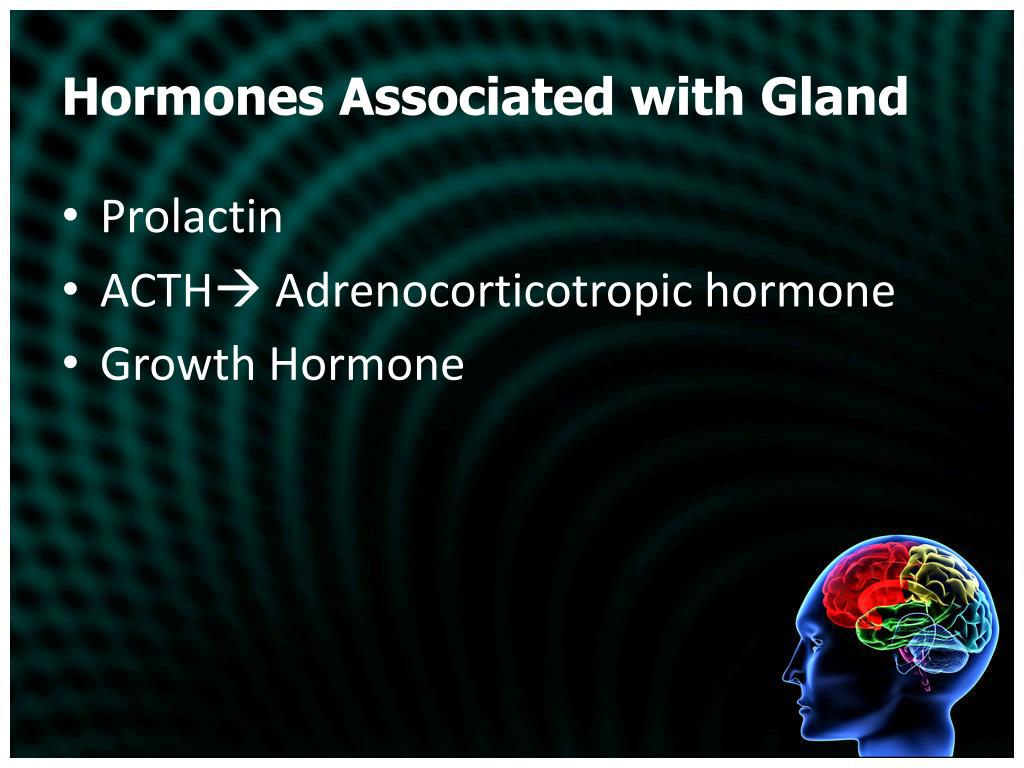 PPT - Pituitary Gland (Posterior & Anterior) PowerPoint Presentation ...