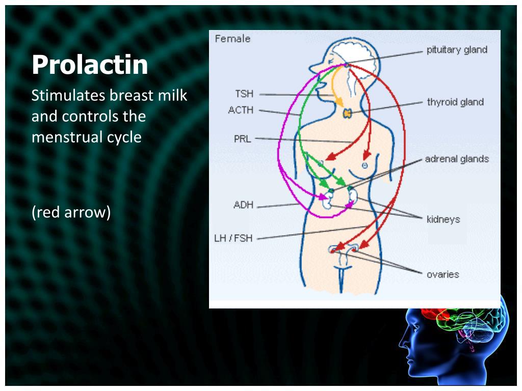 PPT - Pituitary Gland (Posterior & Anterior) PowerPoint Presentation ...