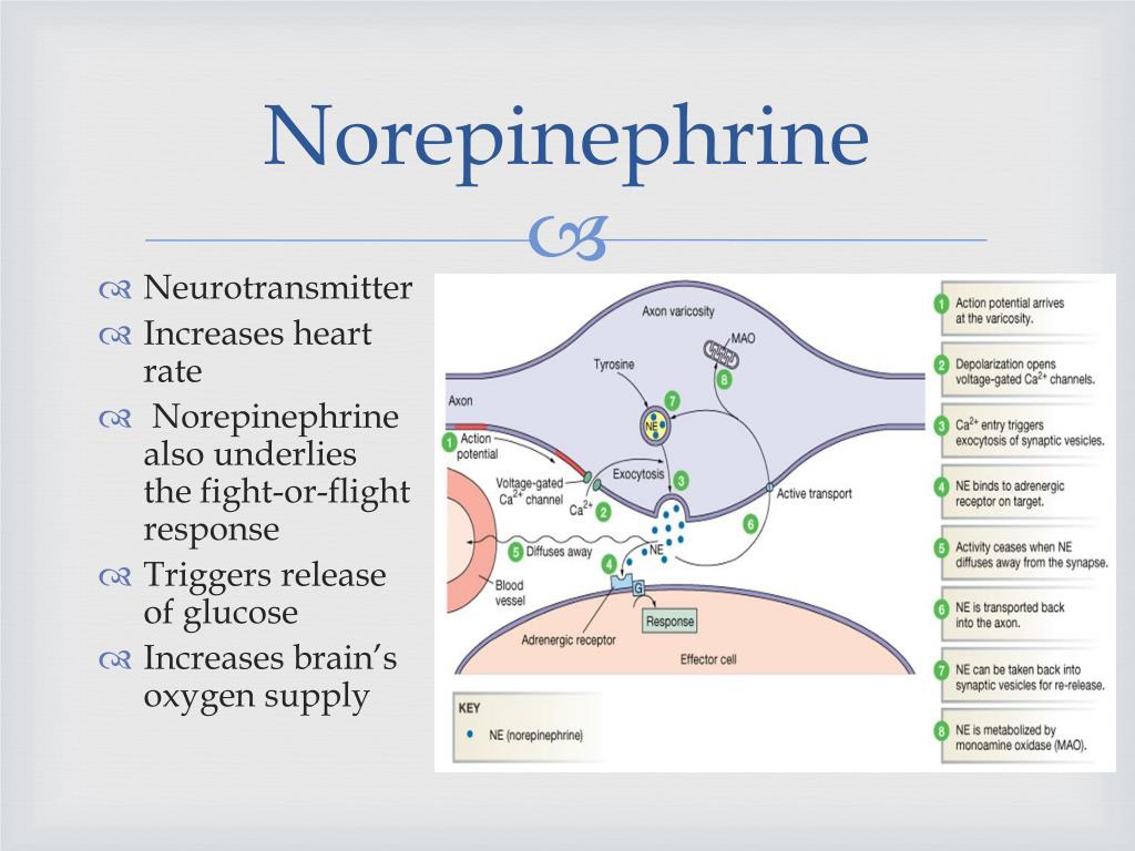Epinephrine Vs Norepinephrine Cardiac Arrest - vrogue.co Epinephrine Vs Norepinephrine Cardiac Arrest - vrogue.co