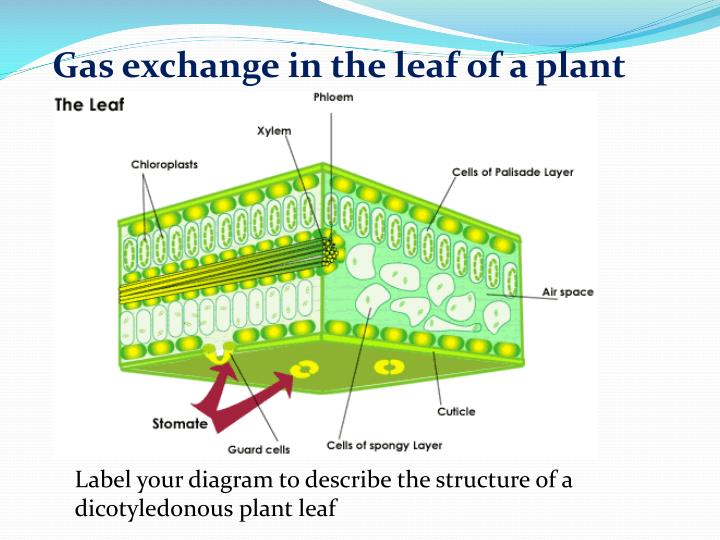 PPT - Exchange and Transport PowerPoint Presentation - ID:2606495
